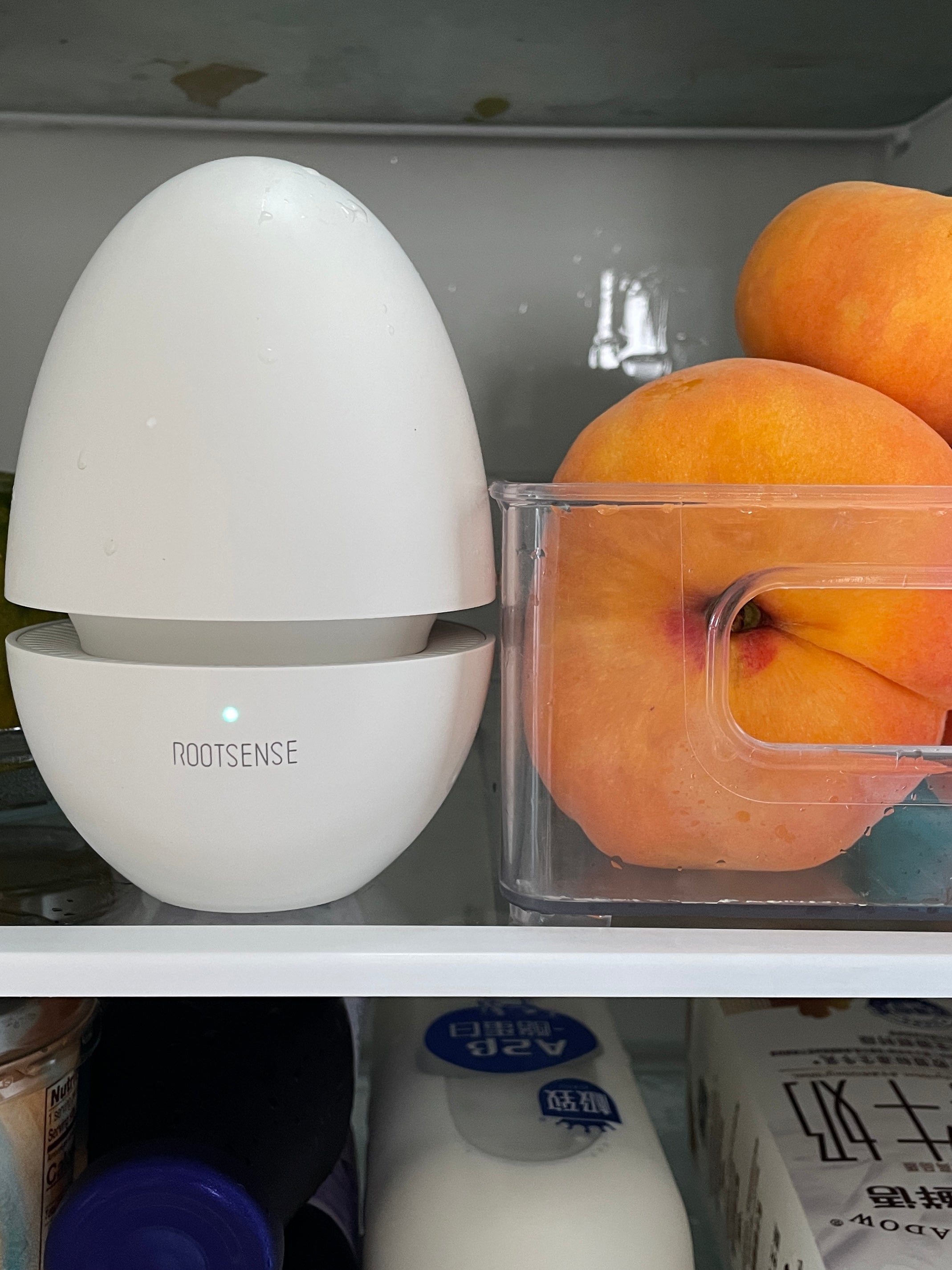 Candy Egg: A Fridge Essential for Freshness and Health – Rootsense Technology